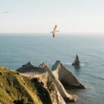 Private tour to Cape Kidnappers Gannet Colony - Practical Details