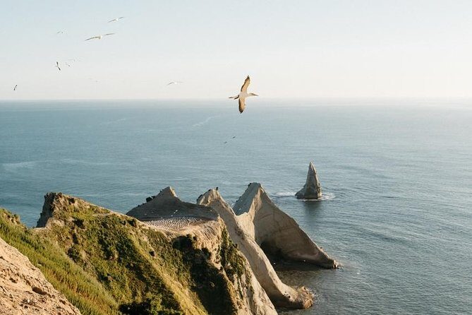 Private tour to Cape Kidnappers Gannet Colony - Practical Details