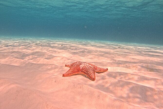 Private Tour to El Cielo and El Cielito and Palancar Cozumel - Final Thoughts