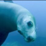 Private Tour to Isla Espiritu Santo and snorkel with sea lions - Introduction to the Tour Experience