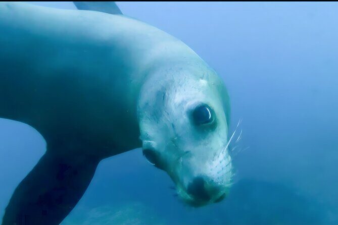 Private Tour to Isla Espiritu Santo and snorkel with sea lions - Introduction to the Tour Experience