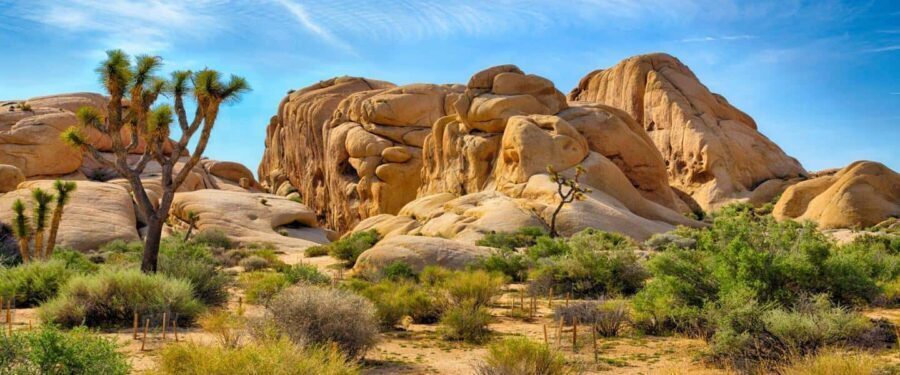 Private tour to Joshua Tree National park from Los Angeles - What to Expect from the Itinerary