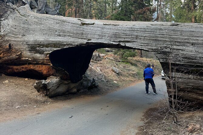 Private Tour to Sequoia and Kings Canyon National Parks - Who is This Tour Best For?