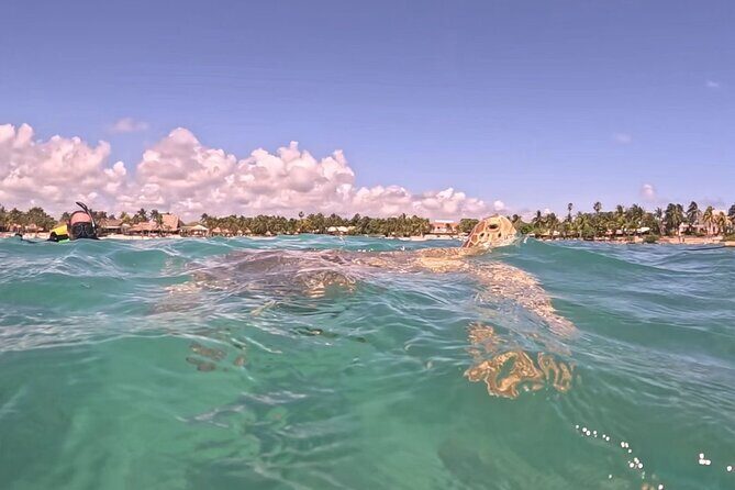 Private Tour: Turtle Swim & Underground Cenote - Why Travelers Love This Tour