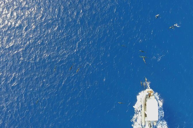 Private Tour Whale Watching BORA-BORA - What to Expect from the Tour