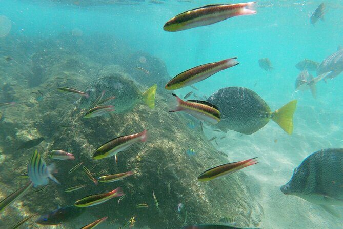 Private transportation Airport-Hotel or Hotel-Airport - Why Choose This Private Transfer in Los Cabos?