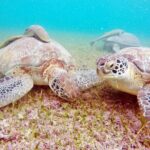 Private Tulum Ruins and Swim with Turtles - Final Thoughts: Is It Worth It?