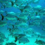 Private Tulum Ruins, Turtles in Akumal and Cenote Adventure - Practical Details and Why They Matter