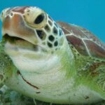 Private Turtle Discovery in Akumal - Why the Price Reflects Value