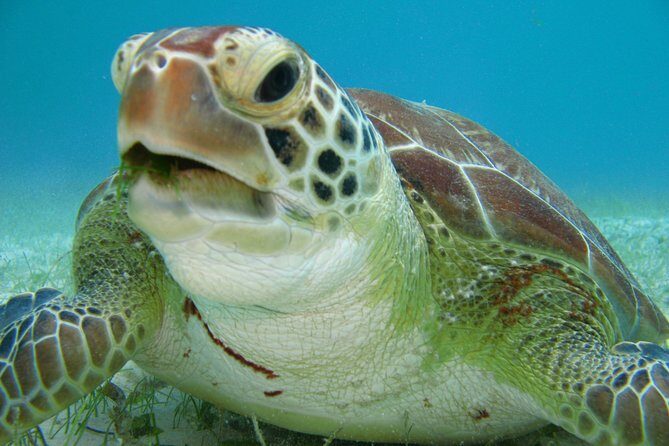 Private Turtle Discovery in Akumal - Why the Price Reflects Value