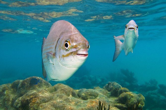 Private Turtles Express - An In-Depth Look at the Private Turtles Express Experience