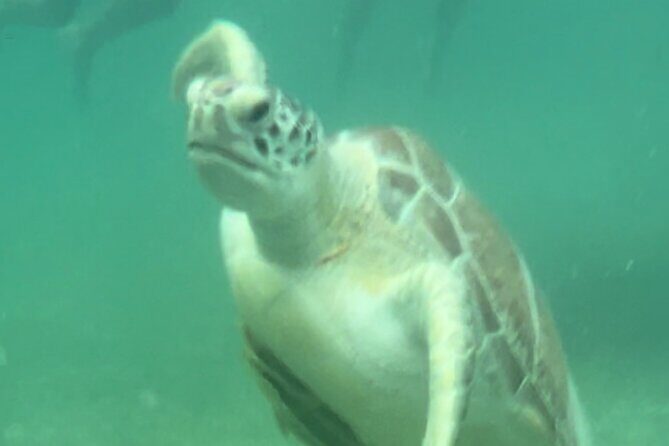 Private VW Beetle Tour Swim with Turtles, Visit Tulum Ruins&Town - The Details: A Deep Dive into the Tour Experience