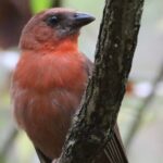 Private VW Beetle Tour to See Mexican Birds, Turtles & Monkeys - A Close Look at the Itinerary and Experience