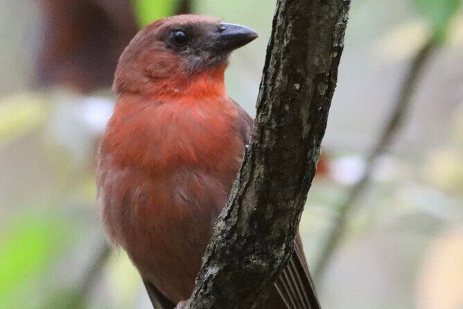 Private VW Beetle Tour to See Mexican Birds, Turtles & Monkeys - A Close Look at the Itinerary and Experience