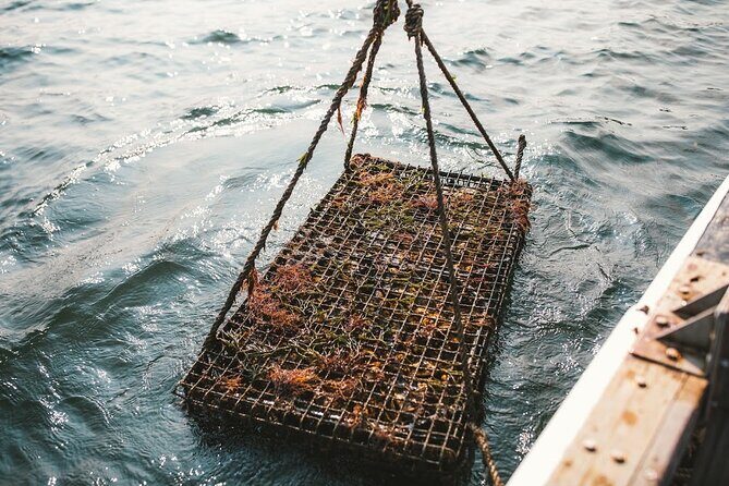 Private West Passage Oyster Tasting Aquaculture Tour - The Highlight: Oyster Tasting and Shucking