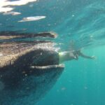 Private Whale Shark All Inclusive Experience - Practical Details & Tips