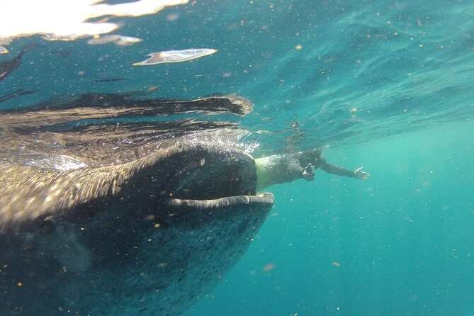 Private Whale Shark All Inclusive Experience - Practical Details & Tips