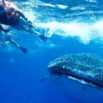 Private Whale Shark Ecofriendly Tour from Riviera Maya - The Full Experience: What You Can Expect