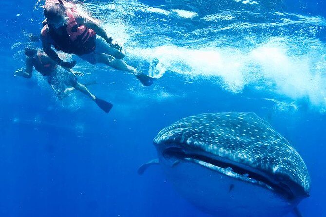 Private Whale Shark Ecofriendly Tour from Riviera Maya - The Full Experience: What You Can Expect