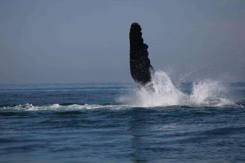 Private whale watching in mazatlan - Pricing and Value