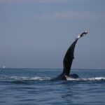 Private whale watching in Puerto Vallarta for 3 Hours - Frequently Asked Questions