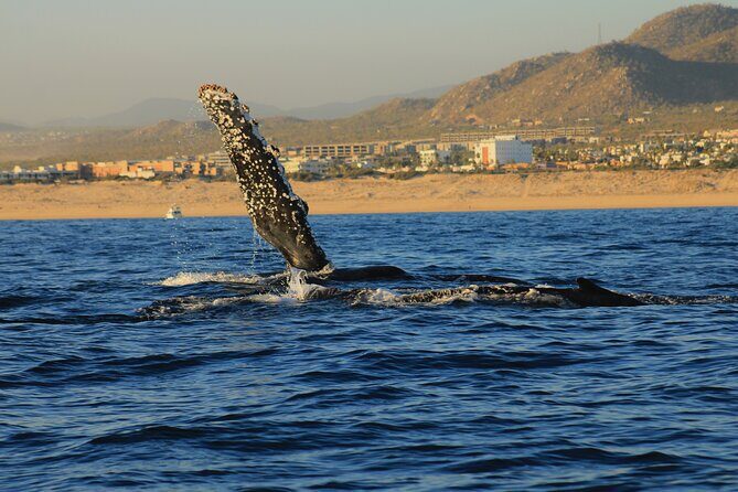 Private Whale Watching in San Jose Del Cabo snack,drinks,Warranty - Who Should Consider This Tour?