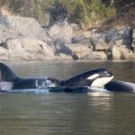 Private Whale Watching Nanaimo - Open Boat - Additional Practical Information