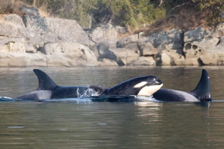 Private Whale Watching Nanaimo - Open Boat - Additional Practical Information