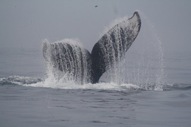 Private Whale Watching Tour in Puerto Vallarta - What to Expect From the Tour