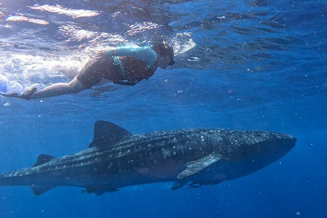 Private Whale Watching Tours in Isla Mujeres - Final Thoughts: Is This Tour Worth It?