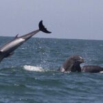 Private Wild Dolphin Encounter in Puerto Vallarta - What do recent travelers say?