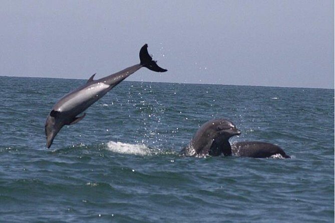 Private Wild Dolphin Encounter in Puerto Vallarta - What do recent travelers say?