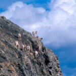 PRIVATE Wilderness and Wildlife Walking Tour - 2.5H - The Environment: Why These Locations Matter