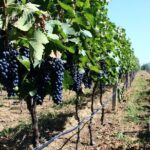 Private wine tasting & wine pairing tours - The Sum Up