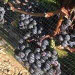 Private wine Tours- Toronto To Niagara-on-Lake - Transport and Comfort: Why It Matters