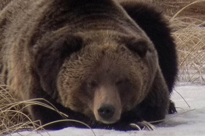 Private Wolf and Bear Watching in Yellowstone - Equipment and Comfort