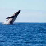 Private Yacht, Sightseeing, Snorkeling and Private beaches - The Experience: What Sets It Apart