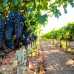 Private Yalumba Wine Tour Experience from Angaston - Value and Practical Considerations