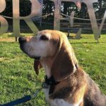 Private:Brewery, Winery, and Cider & Spirit Tastings Tour in SW Ontario - Deep Dive into the Experience: Why It Works