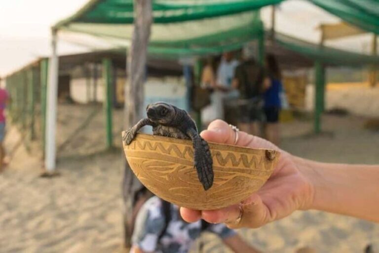 Puerto Escondido: Baby Turtle Release Tour - Who Will Love This Tour?