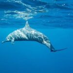 Puerto Escondido Dolphin and Whale Watching Adventure - What Travelers Say