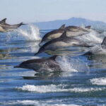 Puerto Escondido: Family Private Boat Tour - Why This Tour Is a Great Choice