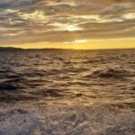 Puerto Escondido: The Best Adventure for Dolphin Watching - The Value of the Experience