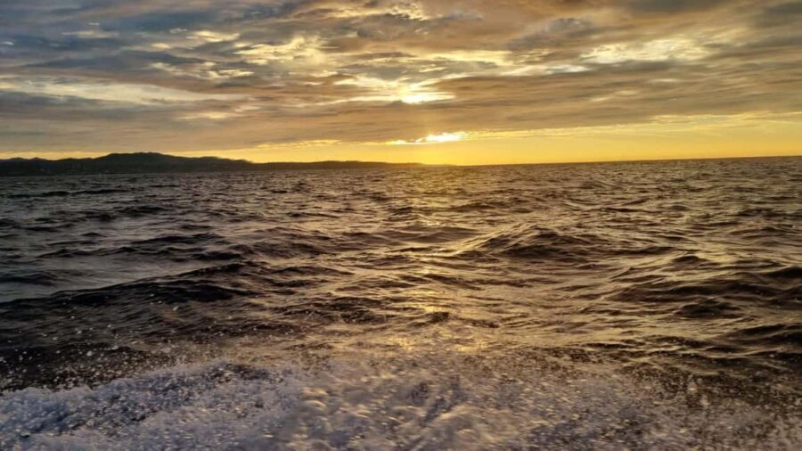 Puerto Escondido: The Best Adventure for Dolphin Watching - The Value of the Experience