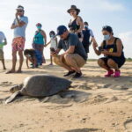 Puerto Escondido: Turtle Release Experience - Who Is This Tour Best For?