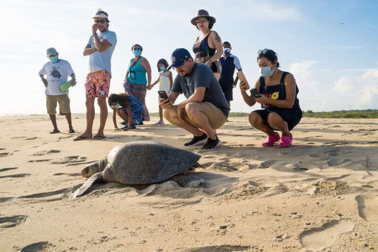 Puerto Escondido: Turtle Release Experience - Who Is This Tour Best For?