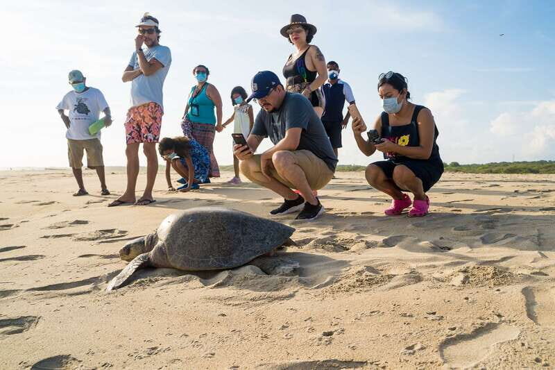 Puerto Escondido: Turtle Release Experience - Who Is This Tour Best For?