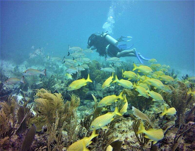 Puerto Morelos: Diving at the C56 Shipwreck - Who Should Consider This Tour?