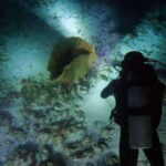 Puerto Morelos: Ojo de Agua Night Dive for Certified Divers - Why Choose This Night Dive?