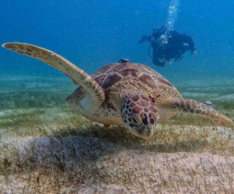 Puerto Morelos: Two Reef Dives for Certified Divers - Exploring Puerto Morelos: A Unique Dive Location